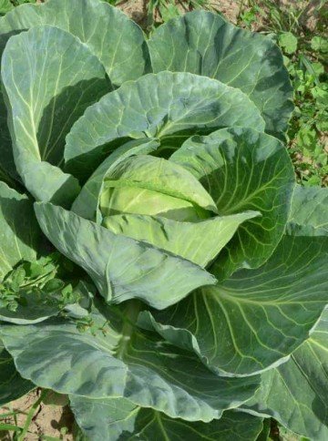 How to Preserve Cabbage to Keep Your Harvest Fresh All Year — Bless ...