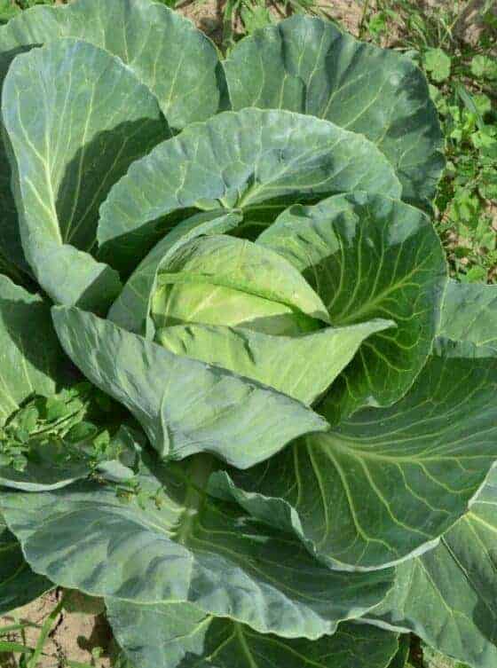 How to Preserve Cabbage to Keep Your Harvest Fresh All Year — Bless ...
