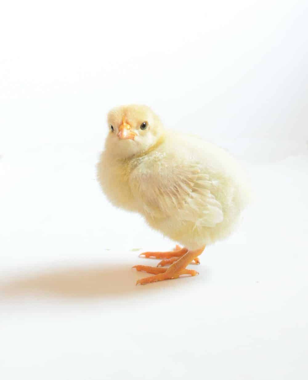 The Complete Guide to Building A Chicken Coop — Bless this Mess