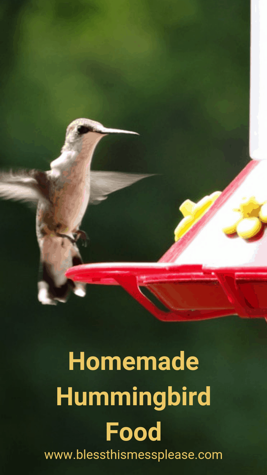 The Best Homemade Hummingbird Food Recipe | Bless This Mess