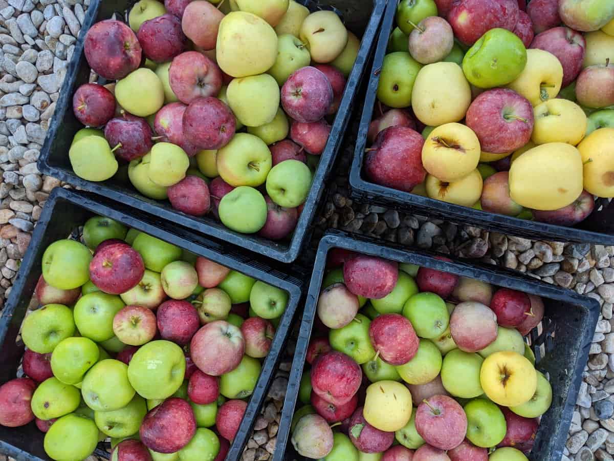 How To Preserve Apples — Bless this Mess