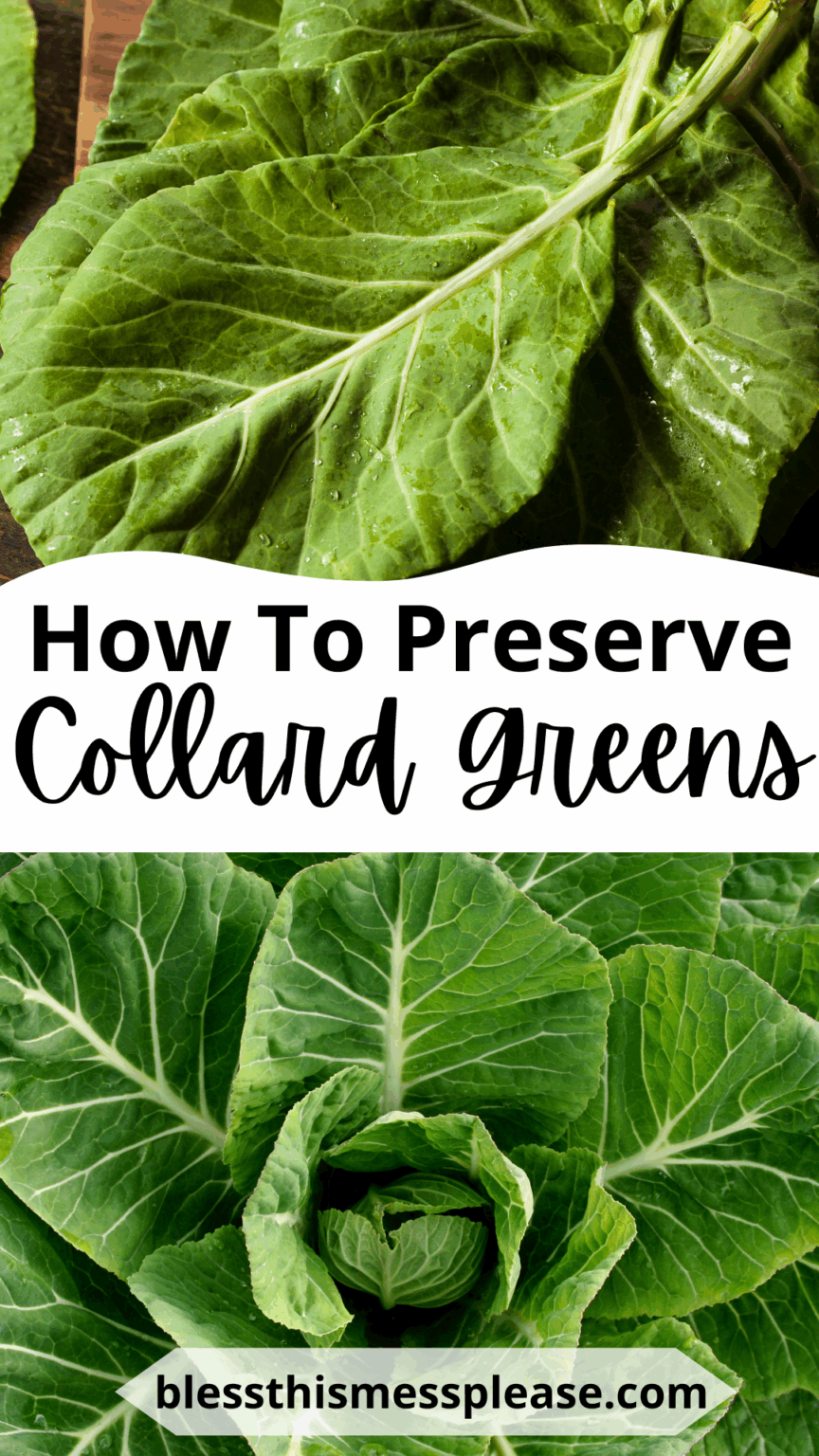 How To Preserve Collard Greens And Their Vitamins! — Bless this Mess
