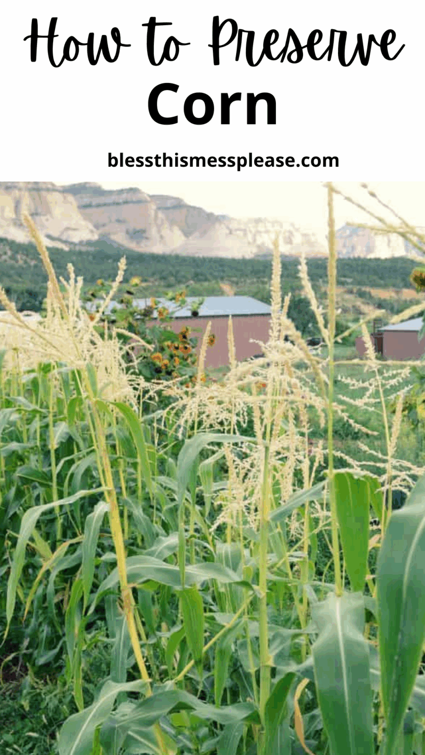How to Preserve Corn For Max Summer Enjoyment — Bless this Mess