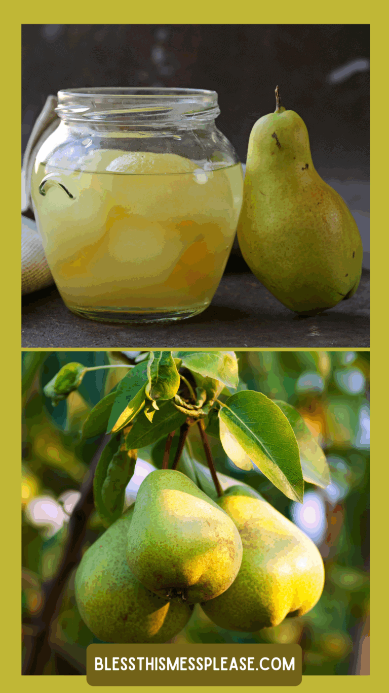 How To Preserve Pears For Pear Perfection! — Bless this Mess