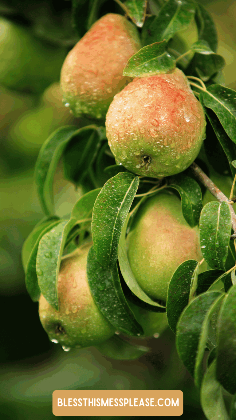 How To Preserve Pears For Pear Perfection! — Bless this Mess