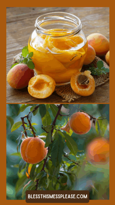 How To Preserve Peaches For All Their Sweetness! — Bless this Mess