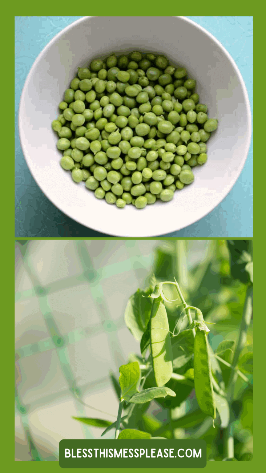 How to Preserve Peas The Easy Peasy Way! — Bless this Mess