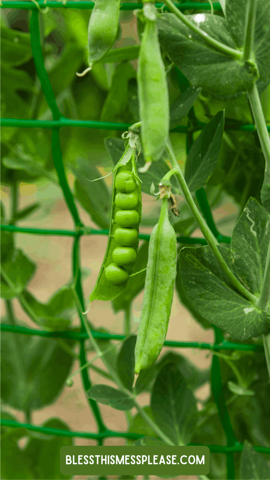 How to Preserve Peas The Easy Peasy Way! — Bless this Mess
