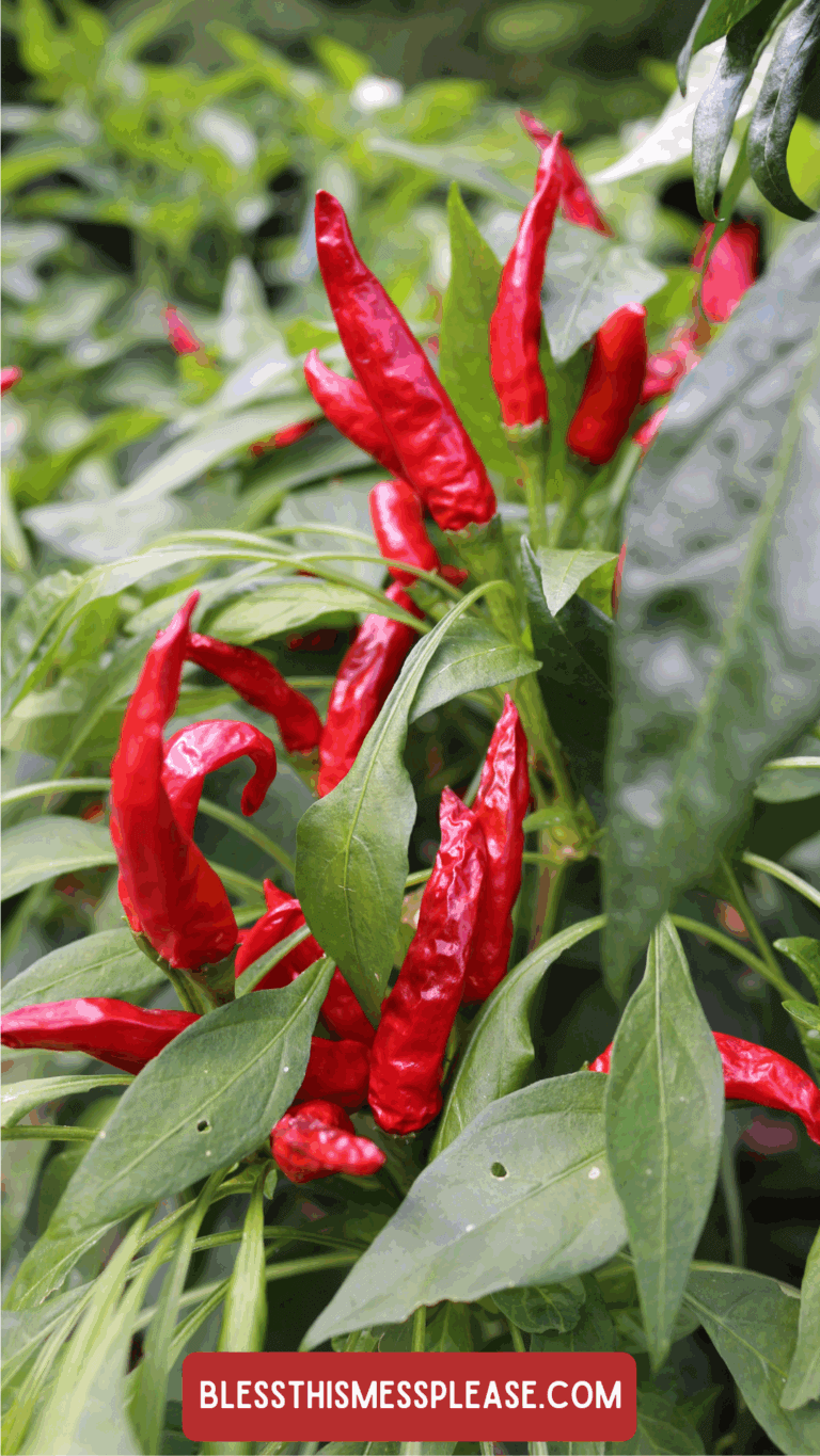 How To Preserve Peppers and All Their Sweet Spiciness! — Bless this Mess