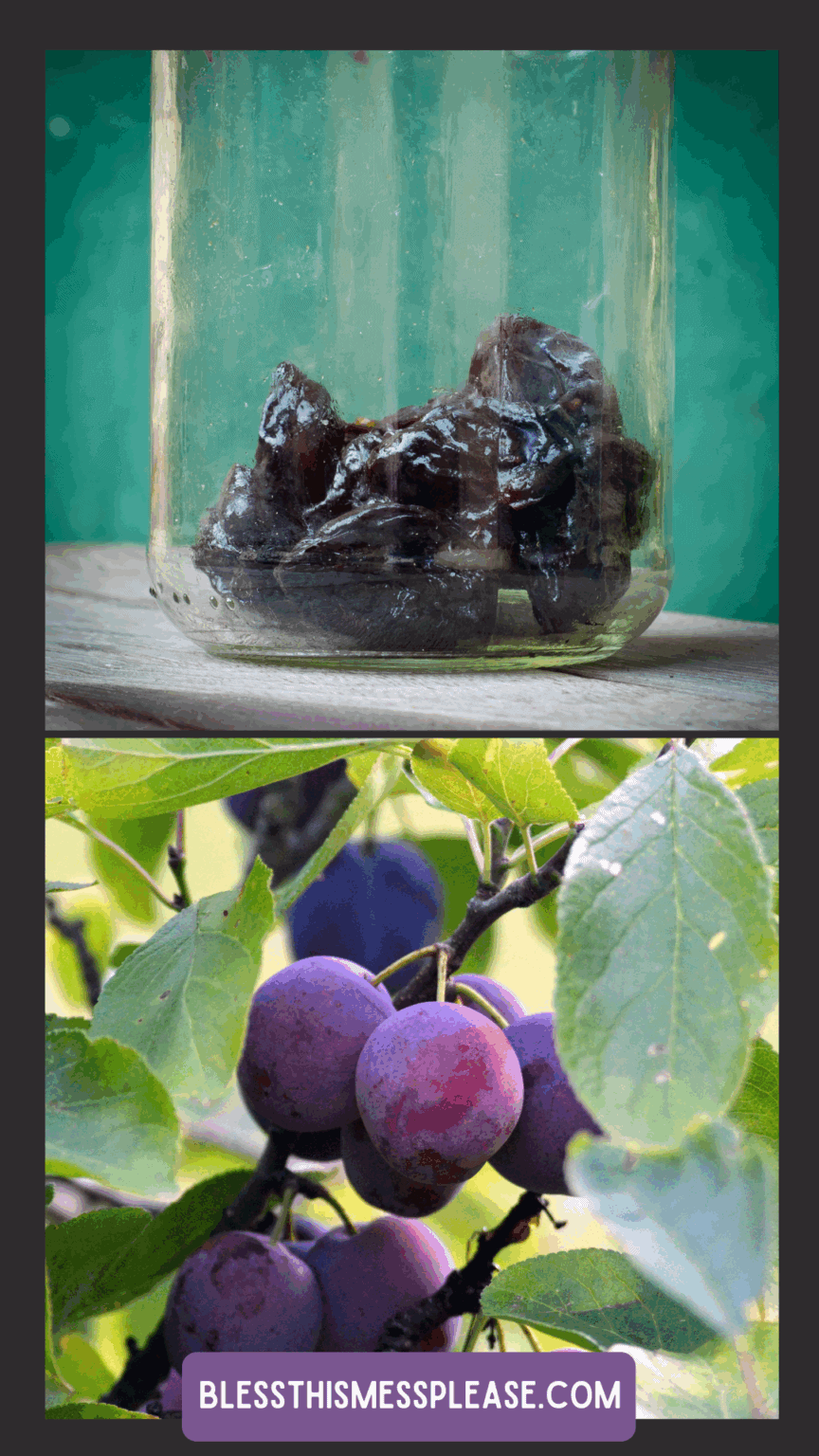 How To Preserve Plums To Keep Them Perfectly Pink — Bless this Mess