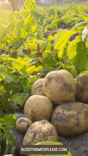 How To Preserve Potatoes For All Their Spud-sational Uses! — Bless this ...