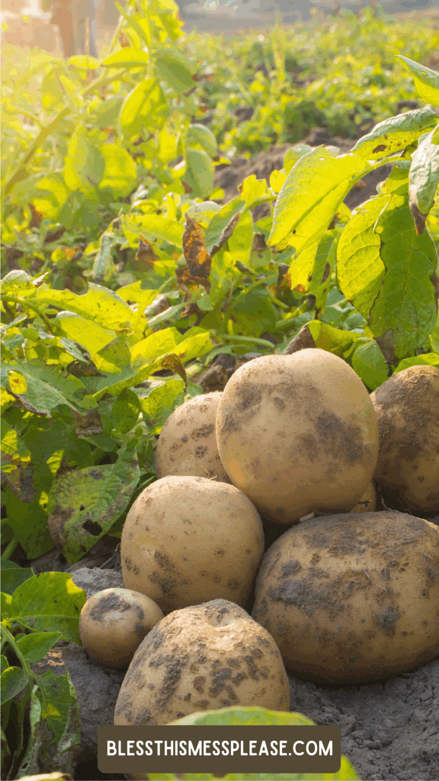 How To Preserve Potatoes For All Their Spud-sational Uses! — Bless this ...