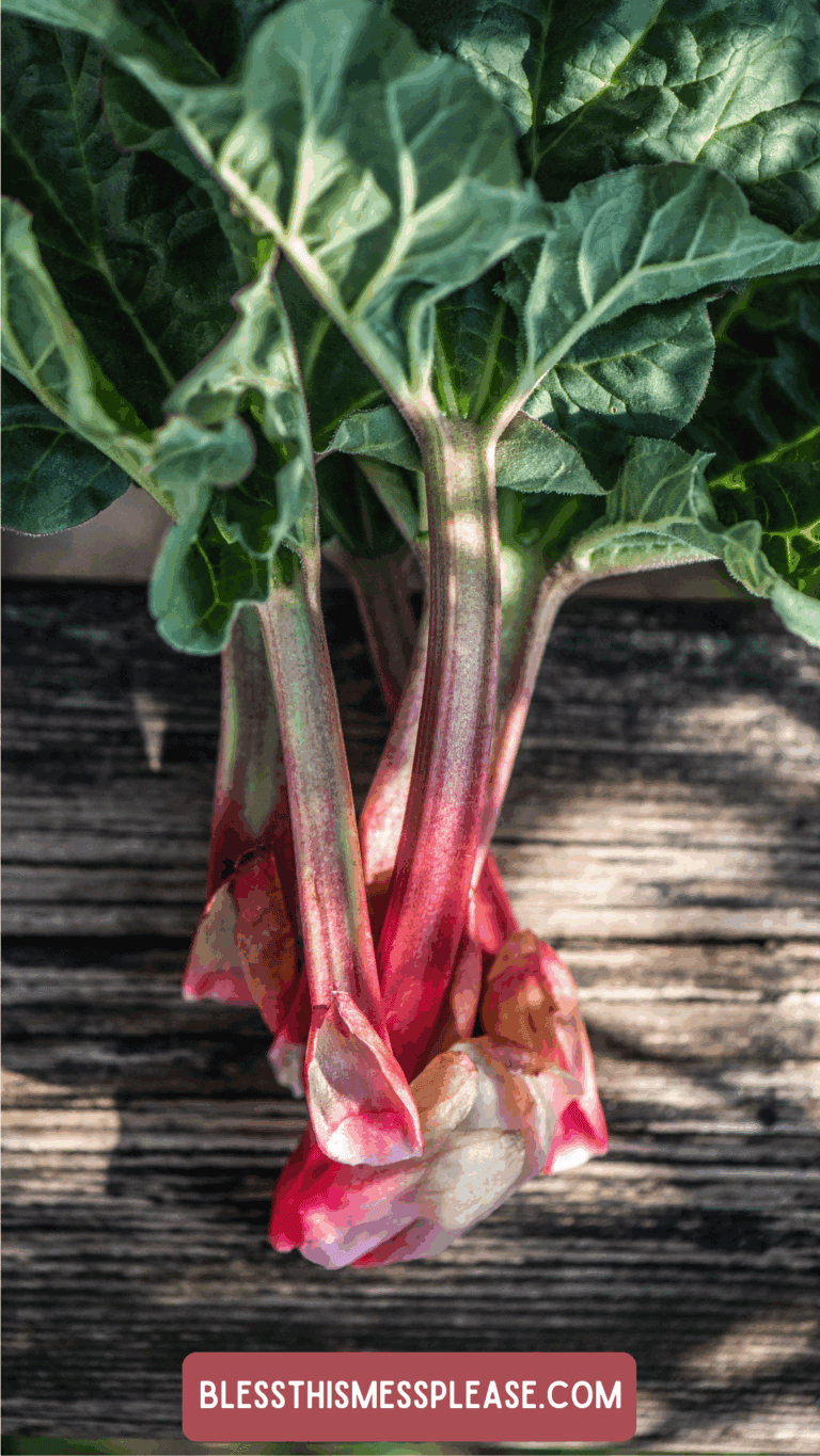 How To Preserve Rhubarb For Maximum Tanginess! — Bless this Mess