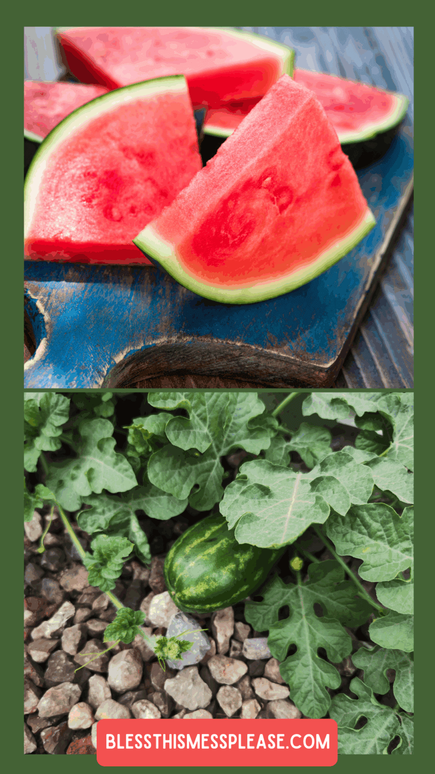 How To Preserve Watermelon to Enjoy Long After Summer! — Bless this Mess