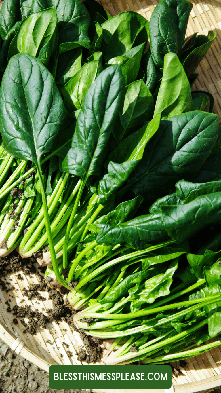 How To Preserve Spinach For Salads and More! — Bless this Mess