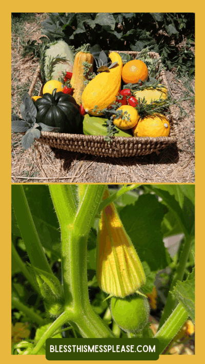 How To Preserve Summer Squash In All Its Forms — Bless this Mess