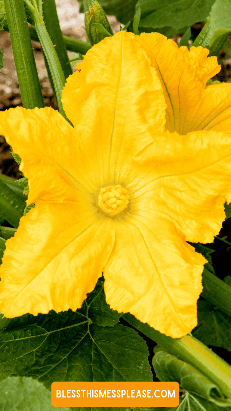 How To Preserve Summer Squash In All Its Forms — Bless this Mess